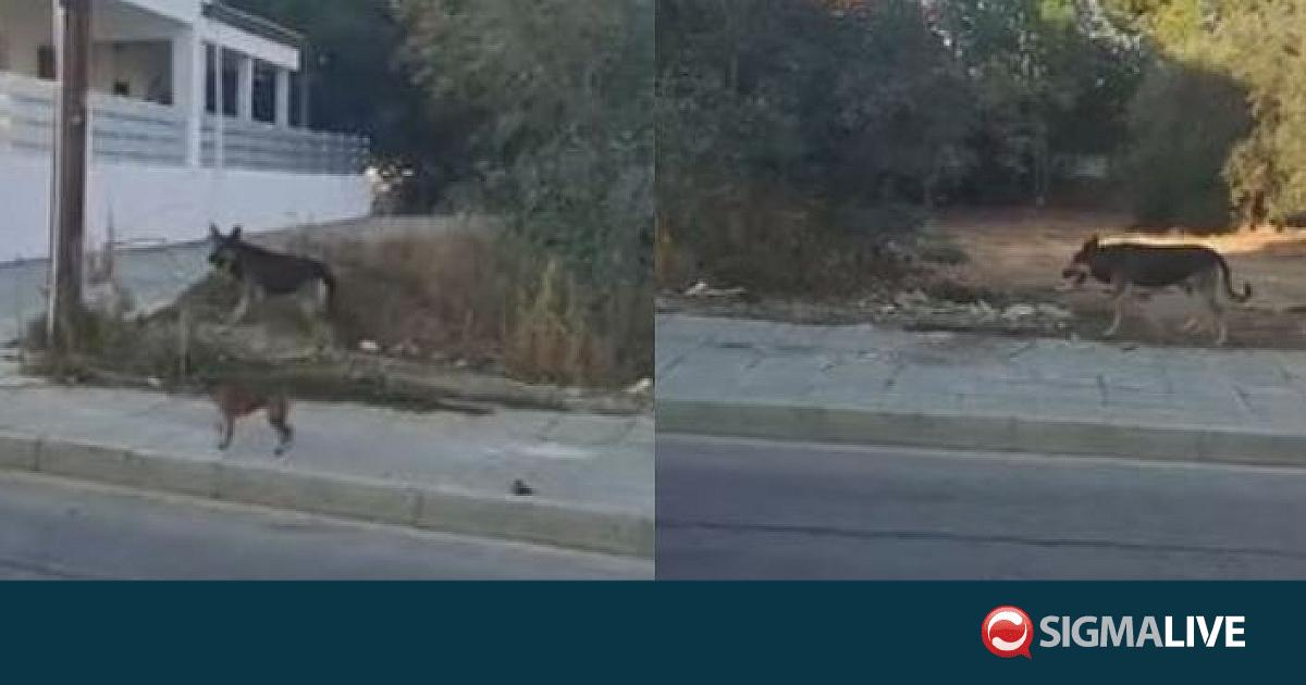 ΒΙΝΤΕΟ: Αγέλη αδέσποτων σκύλων κυκλοφορεί στο Τσέρι - Sigmalive