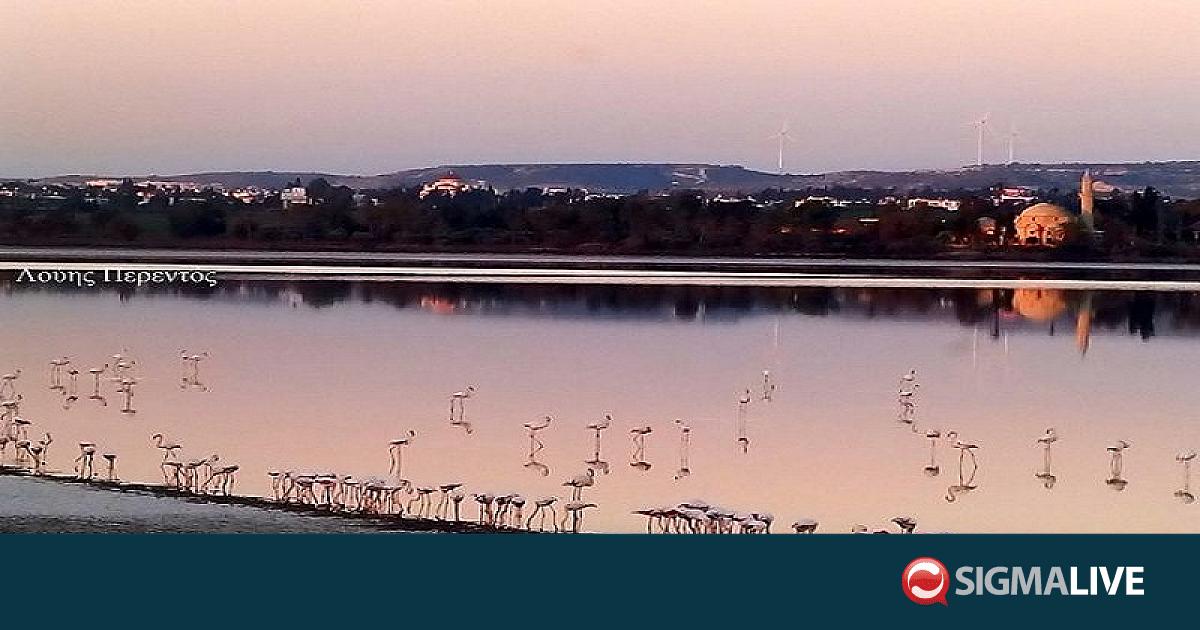 ΒΙΝΤΕΟ: Επέστρεψαν τα φλαμίνγκο στην Αλυκή Λάρνακας – Εντυπωσιακές ...