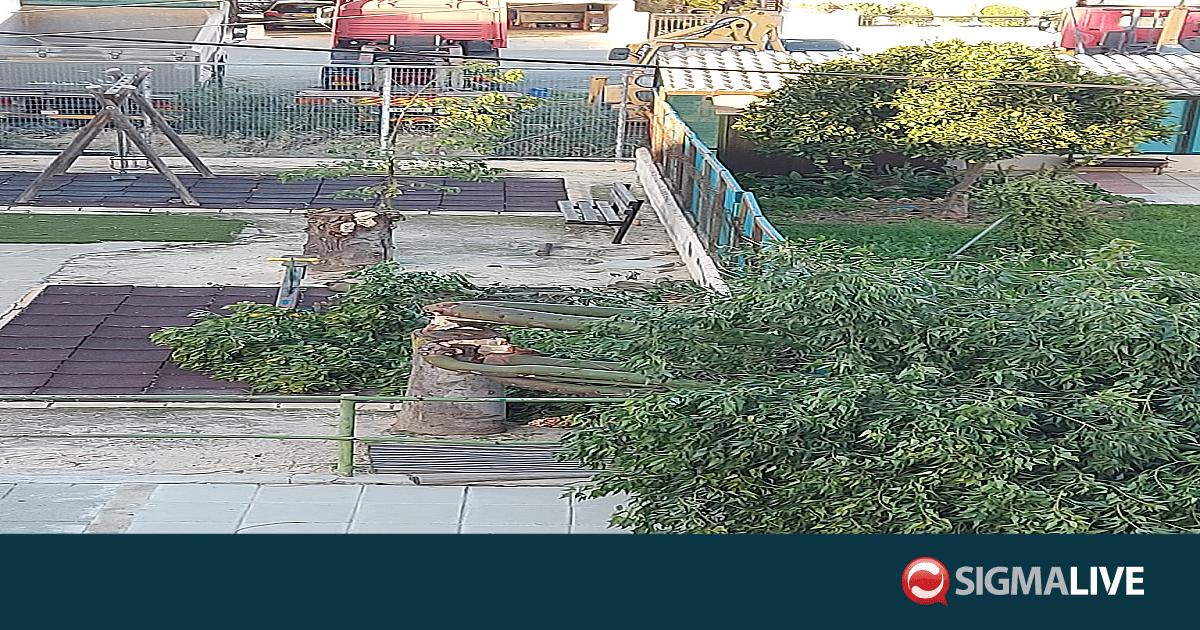 Ζημιές από τους σφοδρούς ανέμους σε διάφορες περιοχές-Ξεριζώθηκαν δέντρα (pic) - Sigmalive