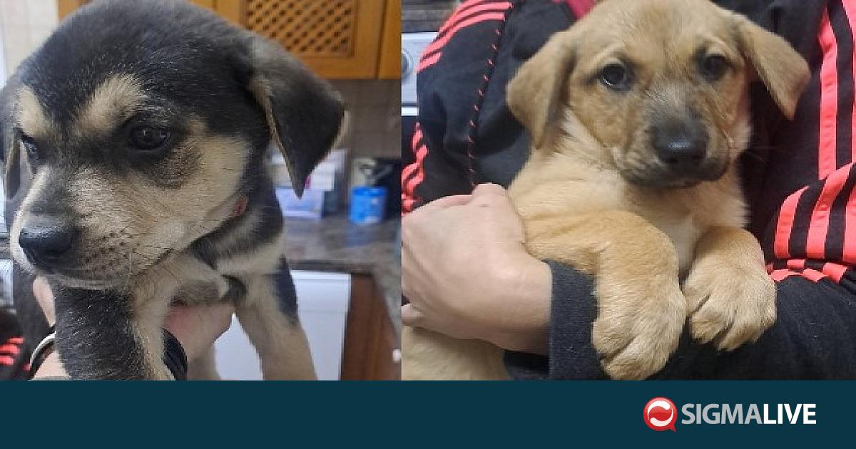 ΦΩΤΟΣ: Εγκατέλειψαν 3 κουτάβια στο Μιτσερό - Έκκληση για υιοθεσία - Sigmalive