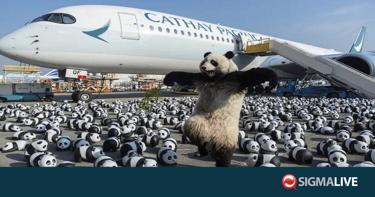 Το αεροδρόμιο του Χονγκ Κονγκ γέμισε με... πάντα (pics) - Sigmalive