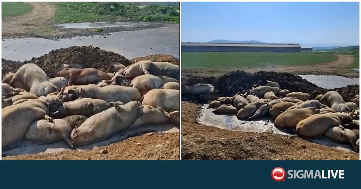 ΒΙΝΤΕΟ: Εντοπίστηκαν δεκάδες νεκρά ζώα στο Μένοικο - «Είναι έγκλημα» - Sigmalive
