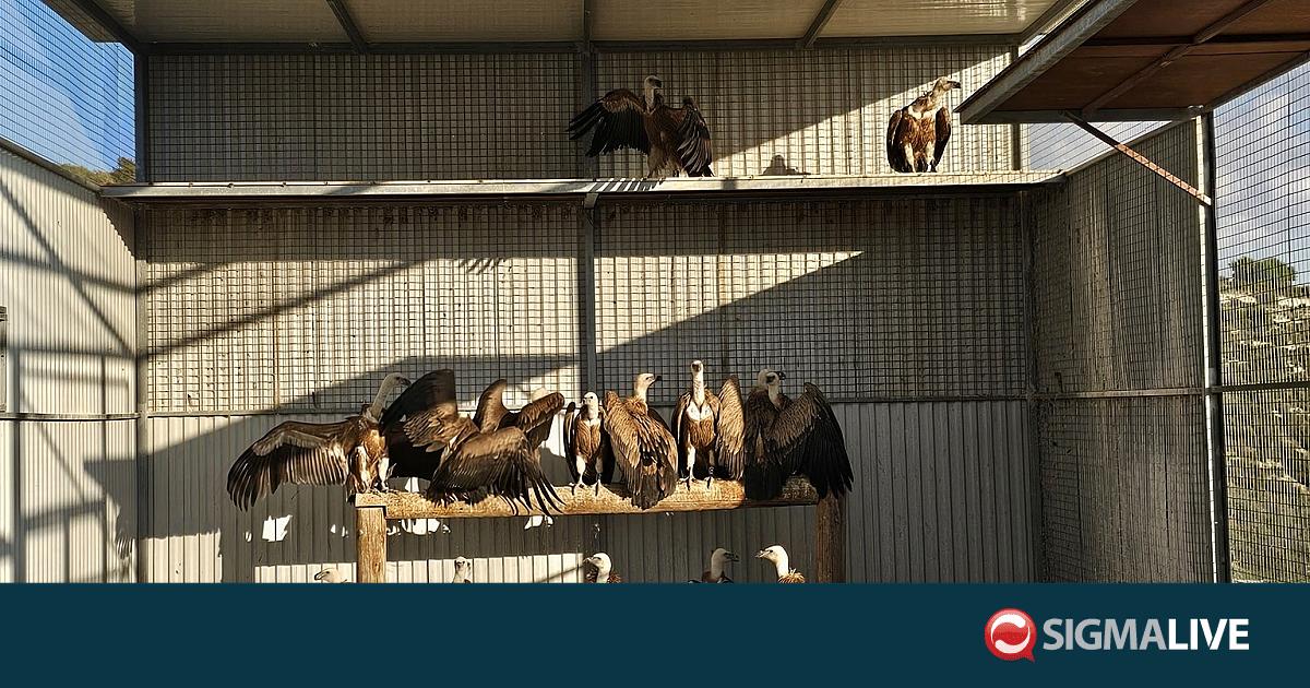 Εικόνες από τους 15 νεοαφιχθέντες γύπες - Συνολικά 37 στην Κύπρο - Sigmalive