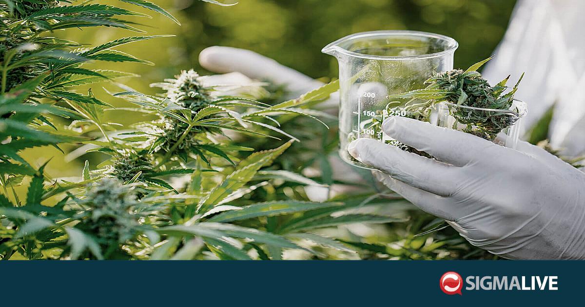 ΑΑΕΚ: Κίνδυνος δηλητηρίασης από προϊόντα με κάνναβη και κανναβινοειδή ...