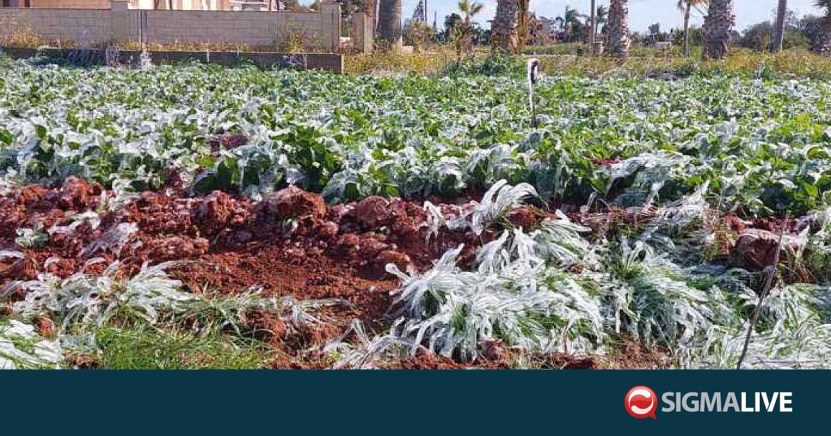 Αγροτικές οργανώσεις: Αγώνας να σωθούν οι φυτείες από το ψύχος - Sigmalive