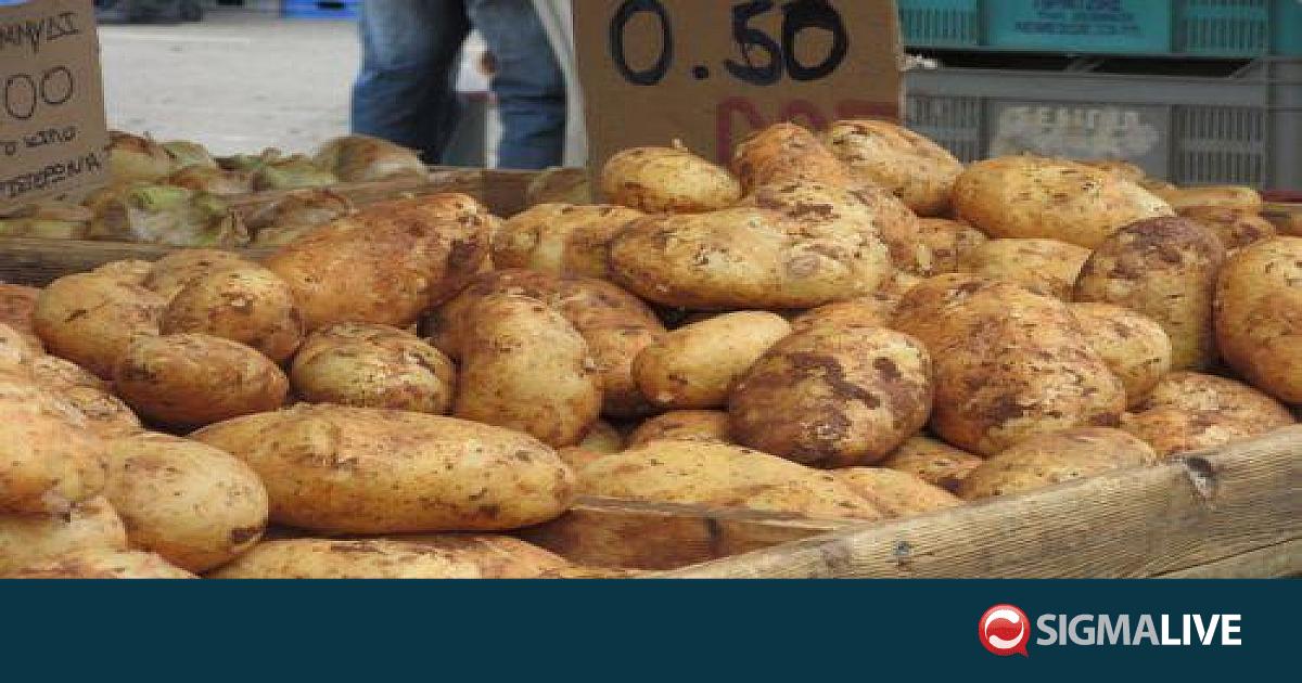 Ζημιώθηκαν 500 δεκάρια με πατάτες λόγω ψύχους στην Πάφο - Sigmalive