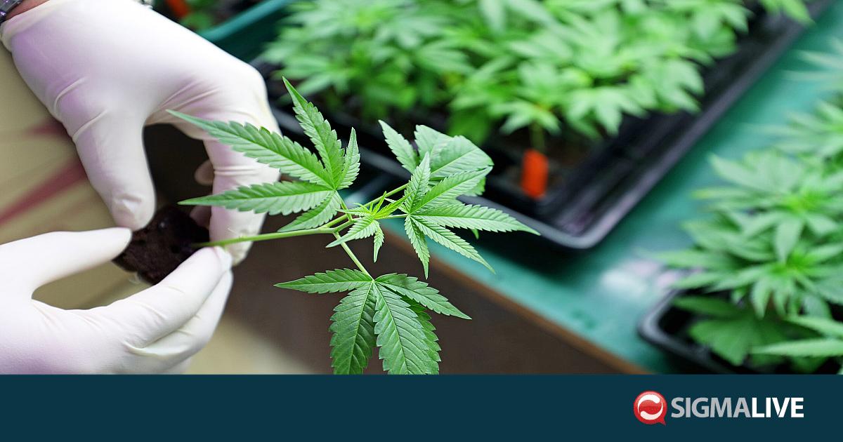 Χειροπέδες σε 63χρονο στην Πάφο-Καλλιεργούσε φυτά κάνναβης στην οικία ...
