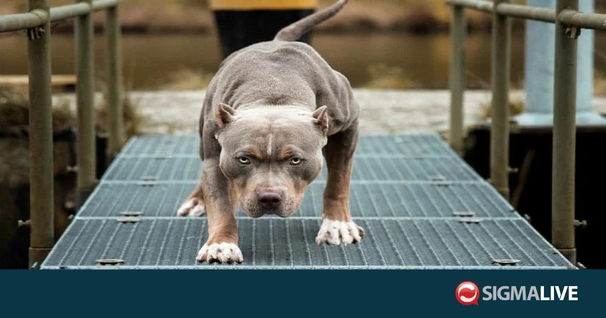 Πιτ μπουλ επιτέθηκε σε γυναίκα στη Λεμεσό- Βρισκόταν στο σαλόνι οικίας ...