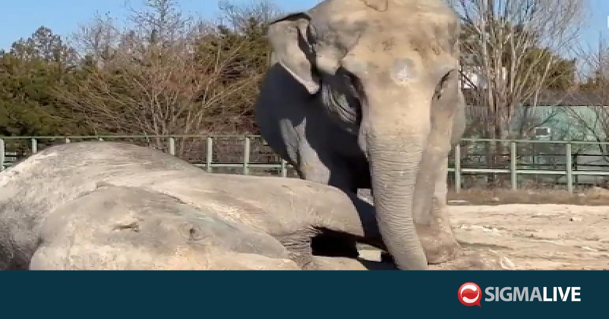 Ελεφαντίνα θρηνεί την απώλεια της επί 25 χρόνια φίλης της - Sigmalive