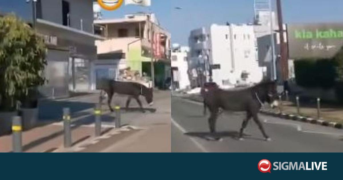 ΒΙΝΤΕΟ: Γαϊδουράκι βολτάρει στους δρόμους της Λευκωσίας - Sigmalive
