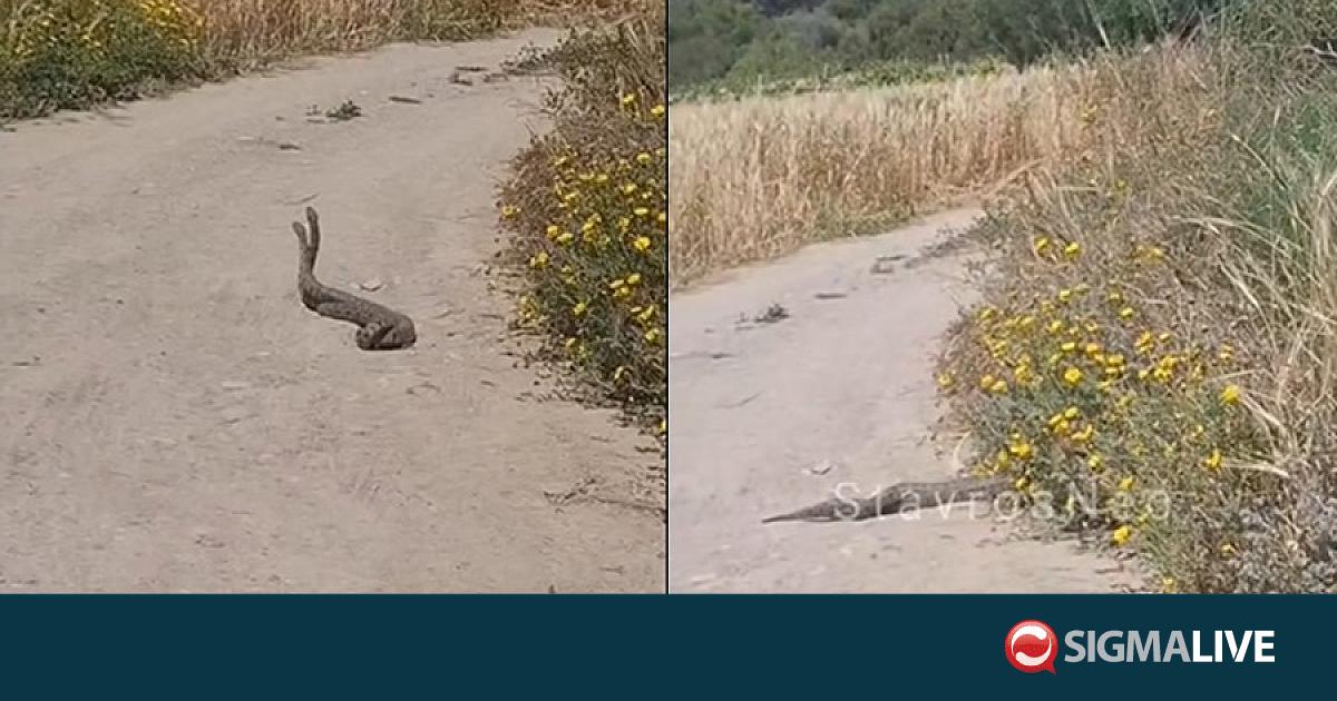 Μοναδικό βίντεο: Ο εντυπωσιακός «χορός» δύο φίνων στη Λεμεσό - Sigmalive