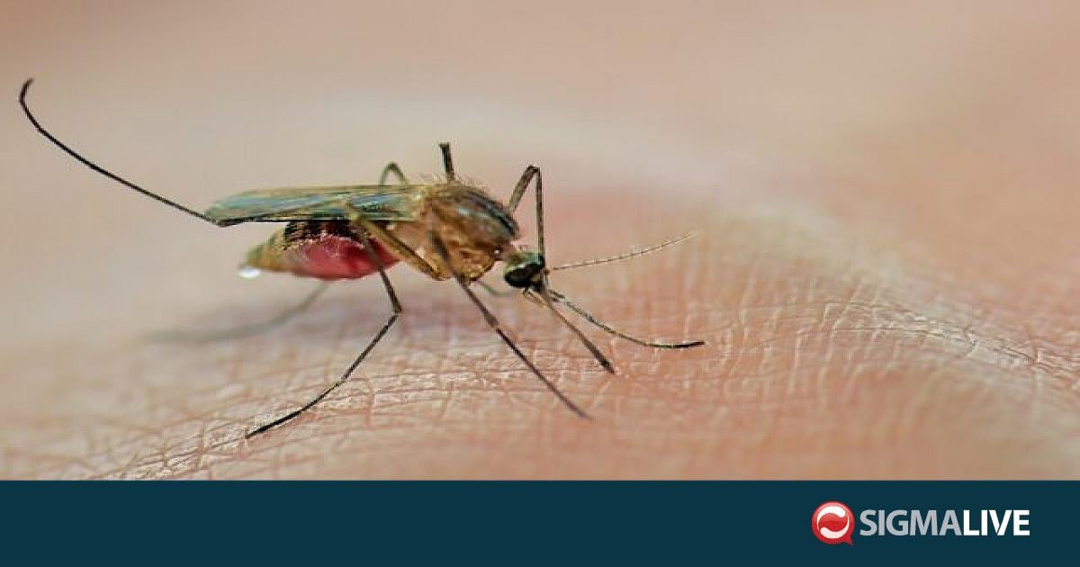 Νέος συναγερμός για τα κουνούπια και τον ιό του Δυτικού Νείλου (ΒΙΝΤΕΟ ...