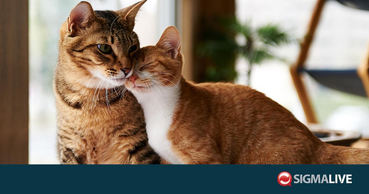 Διπλασιάστηκε το προσδόκιμο ζωής των γατών τα τελευταία 50 χρόνια - Sigmalive