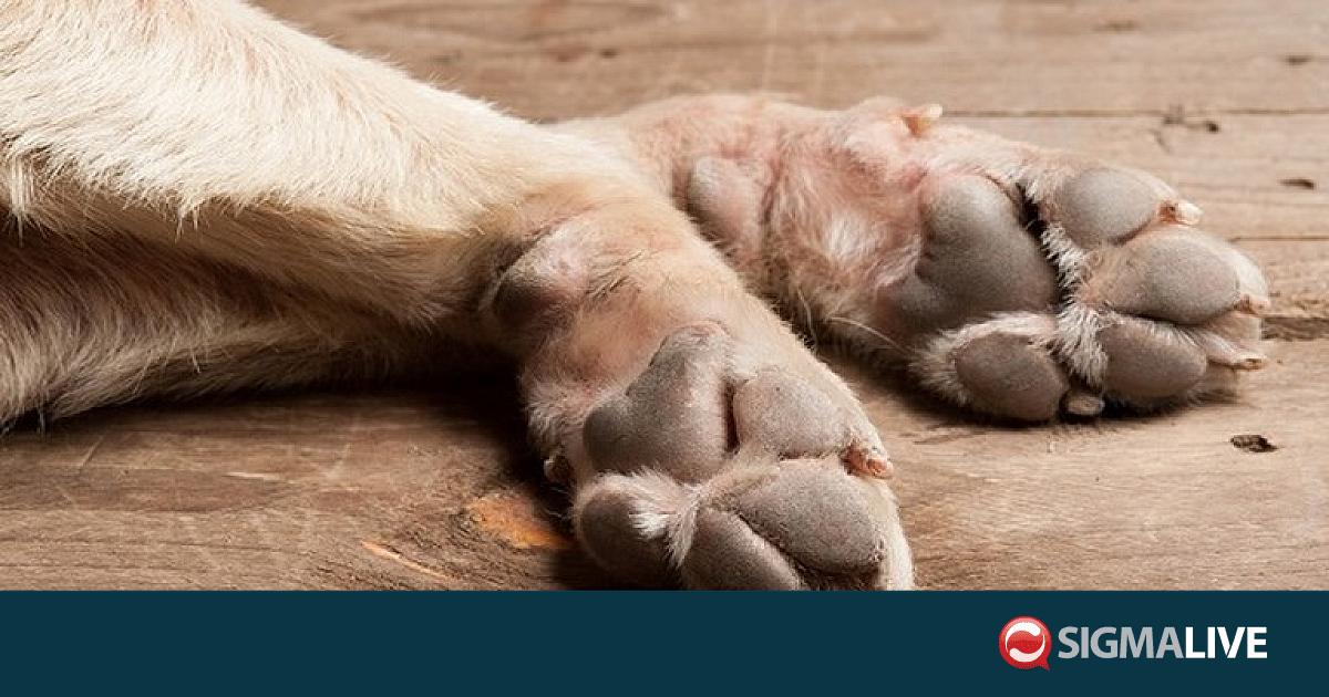 Κινδυνεύουν με ευθανασία οι σκύλοι που επιτέθηκαν σε παιδιά στη Λεμεσό - Sigmalive