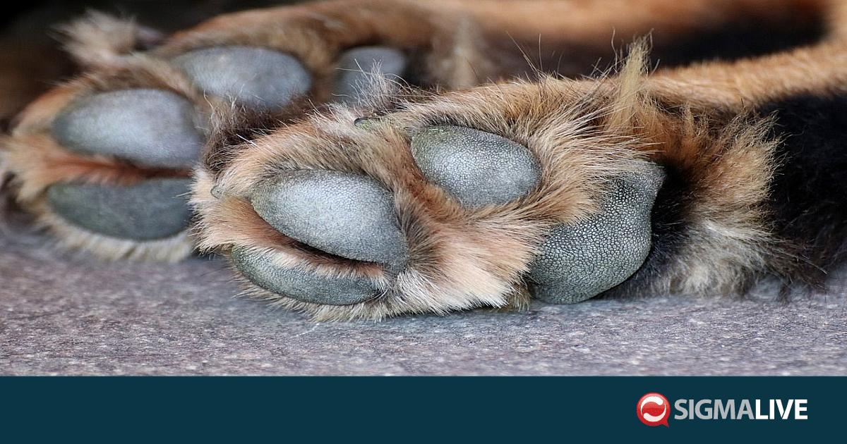 Αποφεύχθηκε η ευθανασία: Υπό την προστασία φιλοζωικής οι 3 σκύλοι στη ...