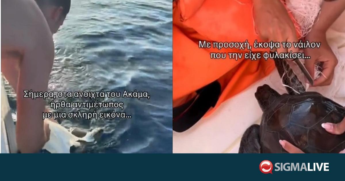 Κύπρος: Άνδρας σώζει χελώνα καρέτα-καρέτα παγιδευμένη σε νάιλον (BINTEO) - Sigmalive