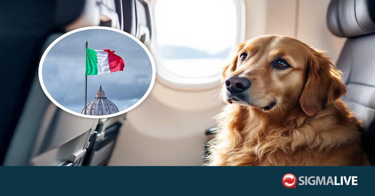 Ιταλία: Τα μεγάλα σκυλιά θα κάθονται πλέον σε θέση στο αεροπλάνο ...