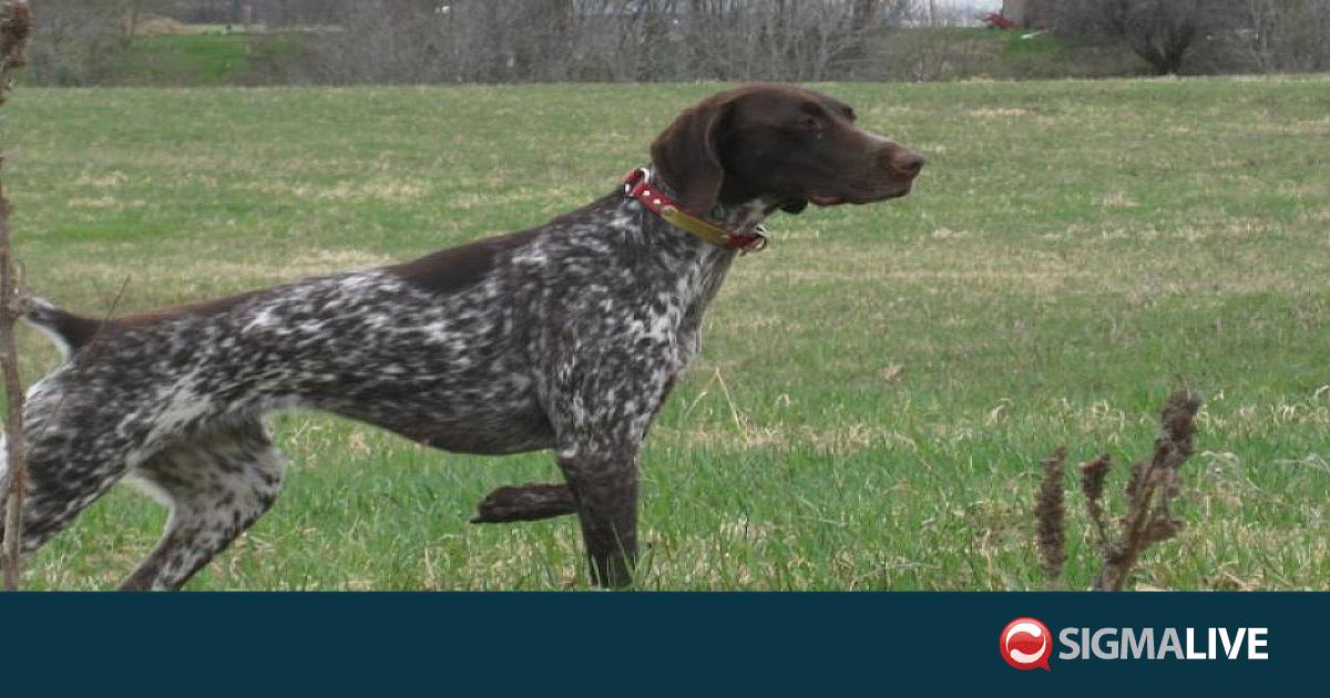 Βουλή: Τροποποιήθηκε ο νόμος για τους χώρους εκπαίδευσης κυνηγετικών ...