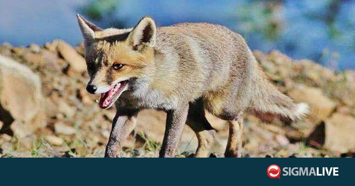 Κυνηγοί: Ζητούν να γίνει η αλεπού θηρεύσιμο είδος - Sigmalive