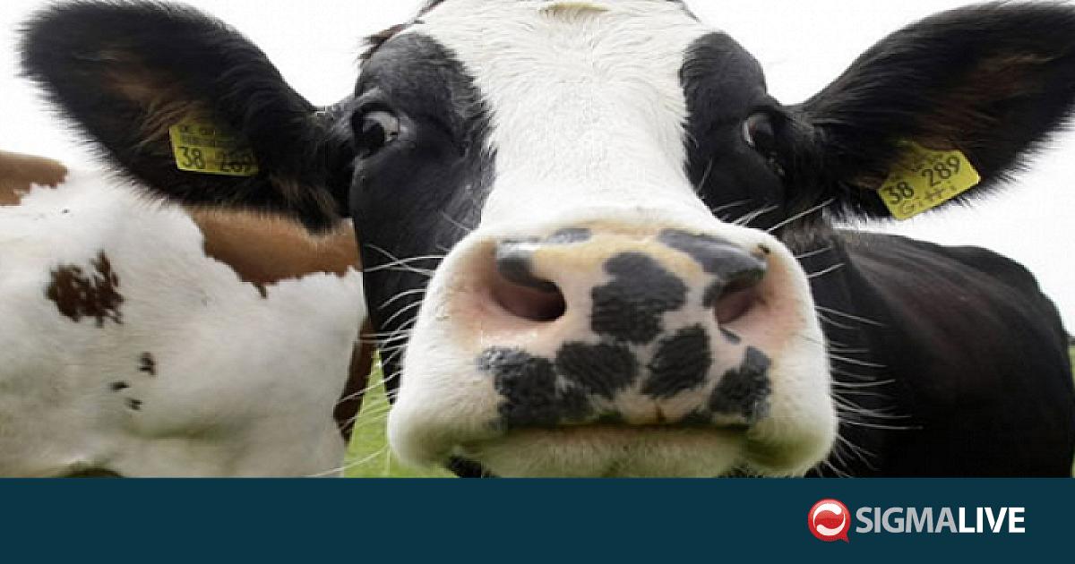 Διέφυγαν αγελάδες στον αυτοκινητόδρομο παρά τη Μοσφιλωτή μετά από ...