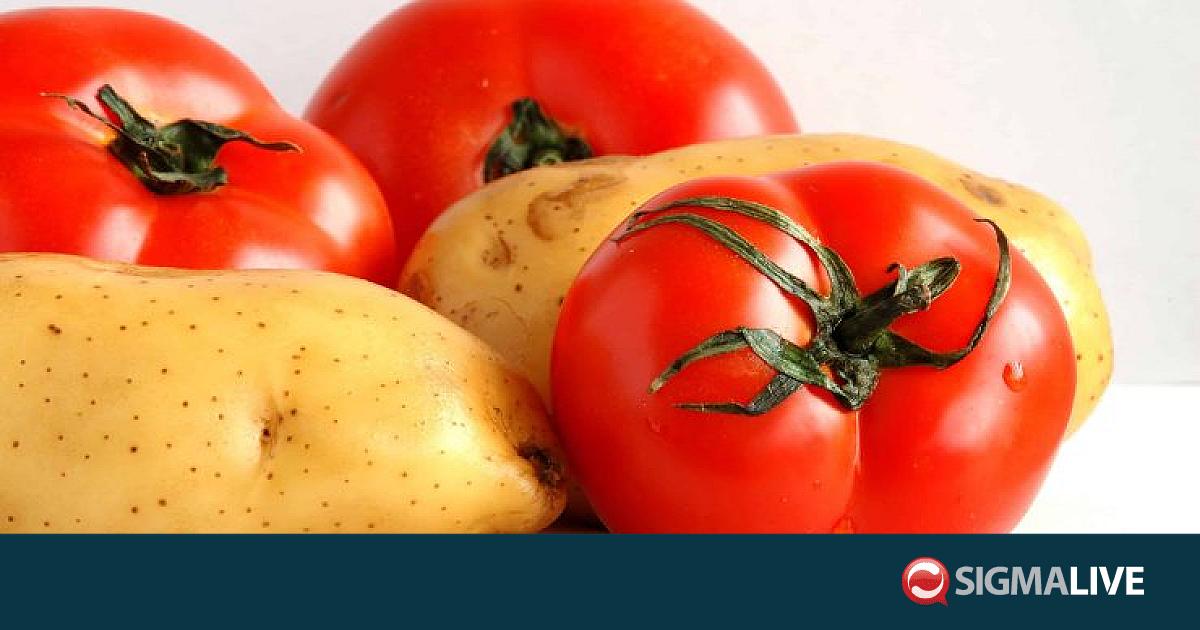 ΗΠΑ: Η ντομάτα ήταν η γιαγιά της... πατάτας, σύμφωνα με μια διεθνή ...