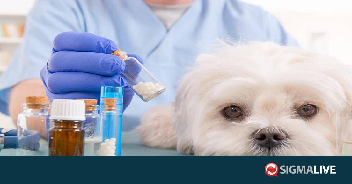 Αντίδραση κτηνιάτρων για την απαγόρευση χορήγησης ογκολογικών φαρμάκων ...