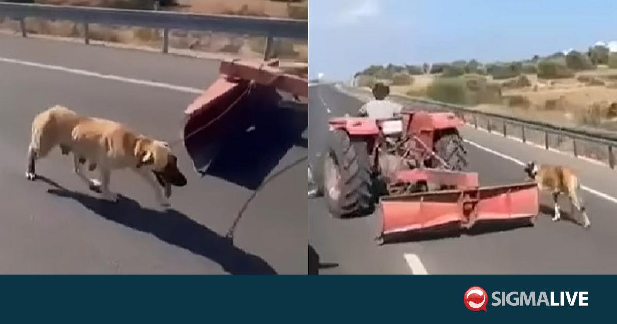 ΒΙΝΤΕΟ: Άνδρας στα κατεχόμενα έδεσε σκύλο σε τρακτέρ και τον έσερνε ...
