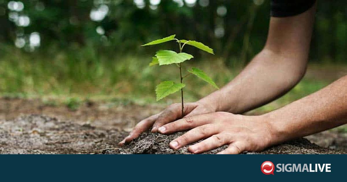 Πώς θα γίνει η αναδάσωση με 20χιλ δέντρα στην ορεινή Λεμεσό - Sigmalive