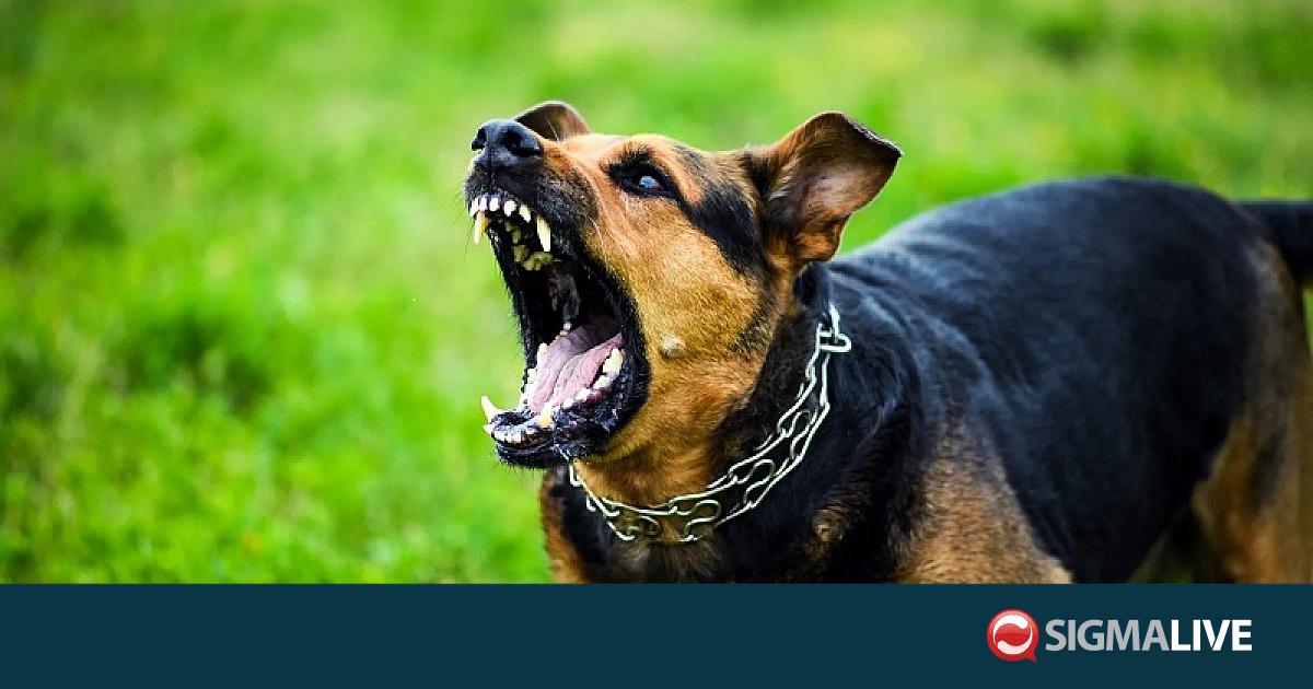 Σκύλος επιτέθηκε σε κοριτσάκι 2,5 ετών - Θα υποβληθεί σε επέμβαση - Sigmalive