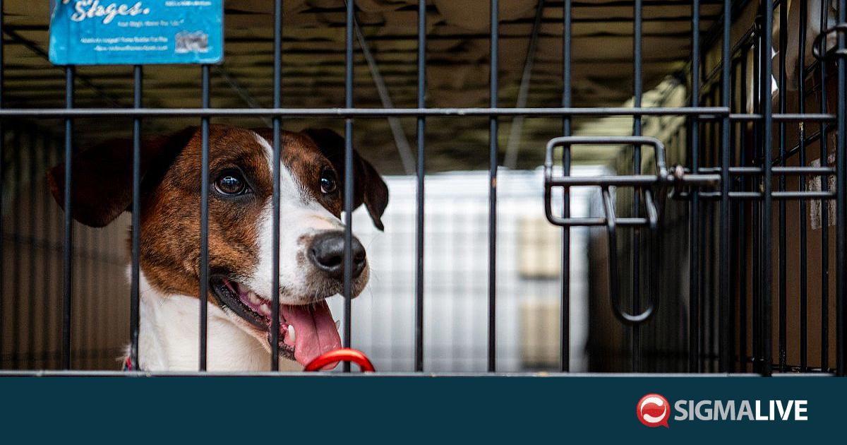 Σε ιδιωτικό χώρο φύλαξης ο σκύλος που επιτέθηκε σε 2χρονο κοριτσάκι - Sigmalive