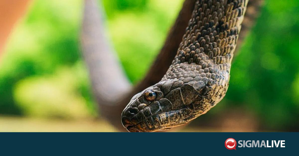 Βρήκαν 10 φίδια στο σπίτι τους λόγω φυτού που αγόρασαν online - Sigmalive