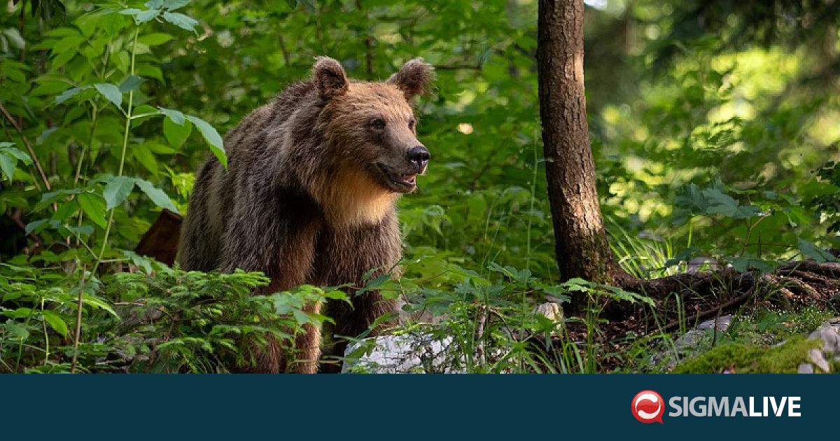Αρκούδα στο Ζαγόρι: Κάτοικοι περιορίζονται στα σπίτια, από φόβο για ...