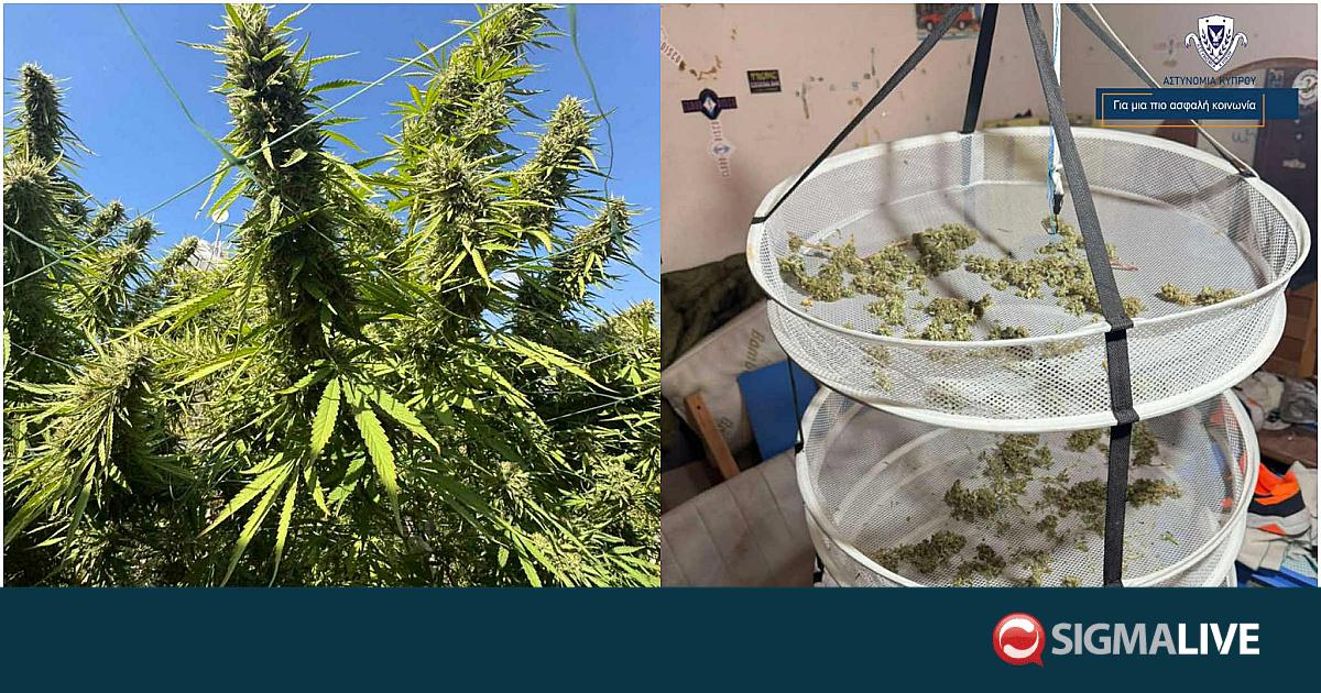 Λάρνακα: Έφοδος ΥΚΑΝ σε οικία 81χρονου - Καλλιεργούσε φυτά κάνναβης ...