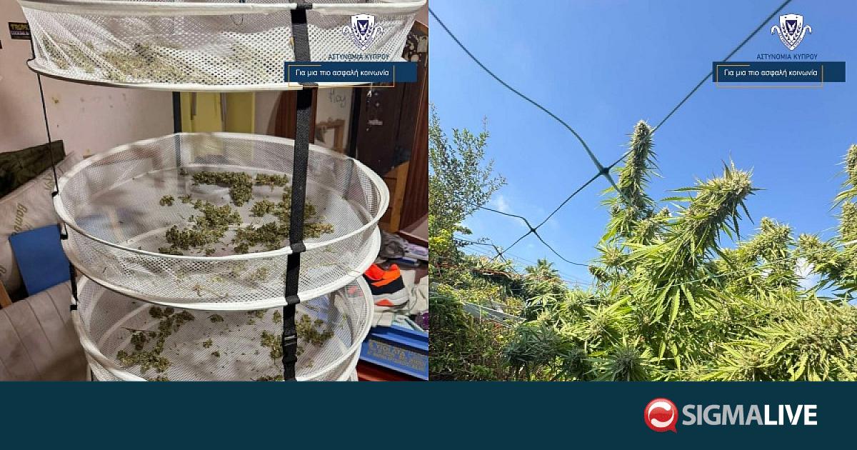 Στο κελί για έξι ημέρες ο 81χρονος για το «φυτώριο» κάνναβης στη ...