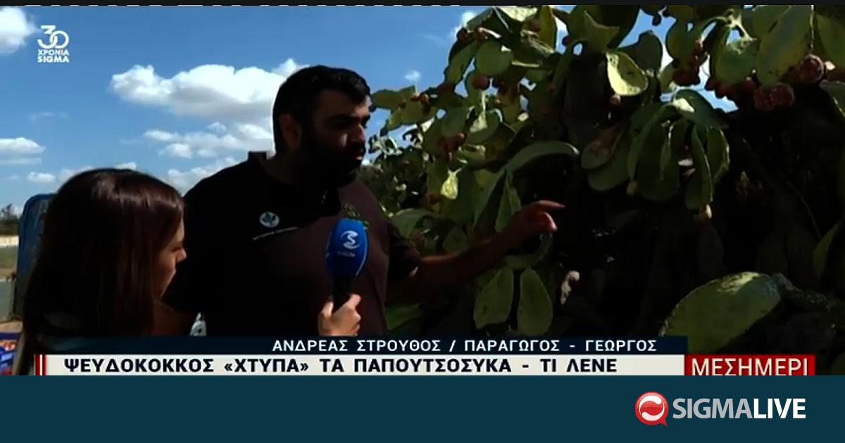 Ψευδόκοκκος «χτυπά» τα παπουτσόσυκα - Τι λένε οι παραγωγοί (ΒΙΝΤΕΟ) - Sigmalive