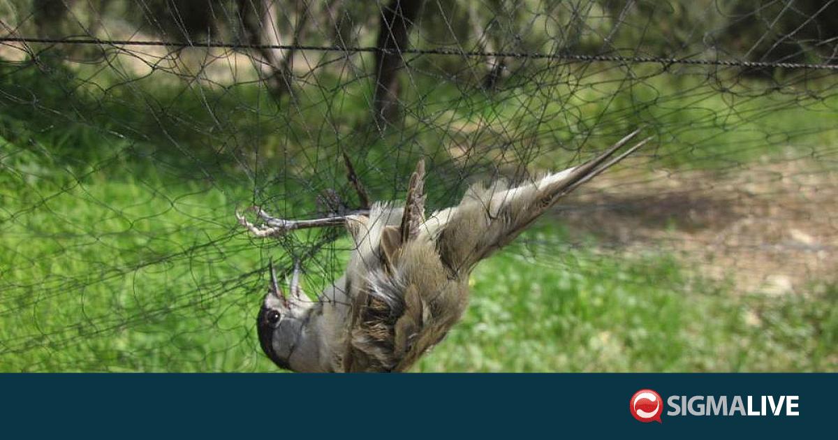 Λάρνακα: Τσάκωσαν 30χρονο που παγίδευε άγρια πτηνά - Εντοπίστηκαν 87 νεκρά - Sigmalive