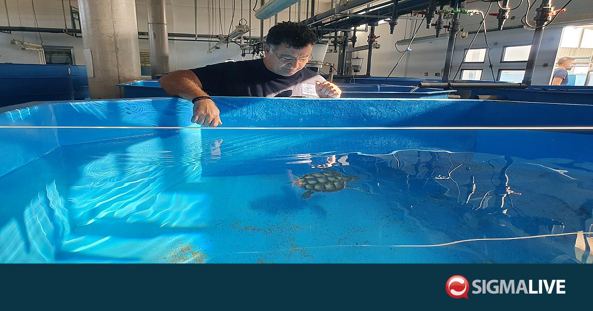 Μετά την περιπέτειά της η Παρασκευή επιστρέφει στη θάλασσα (pics) - Sigmalive