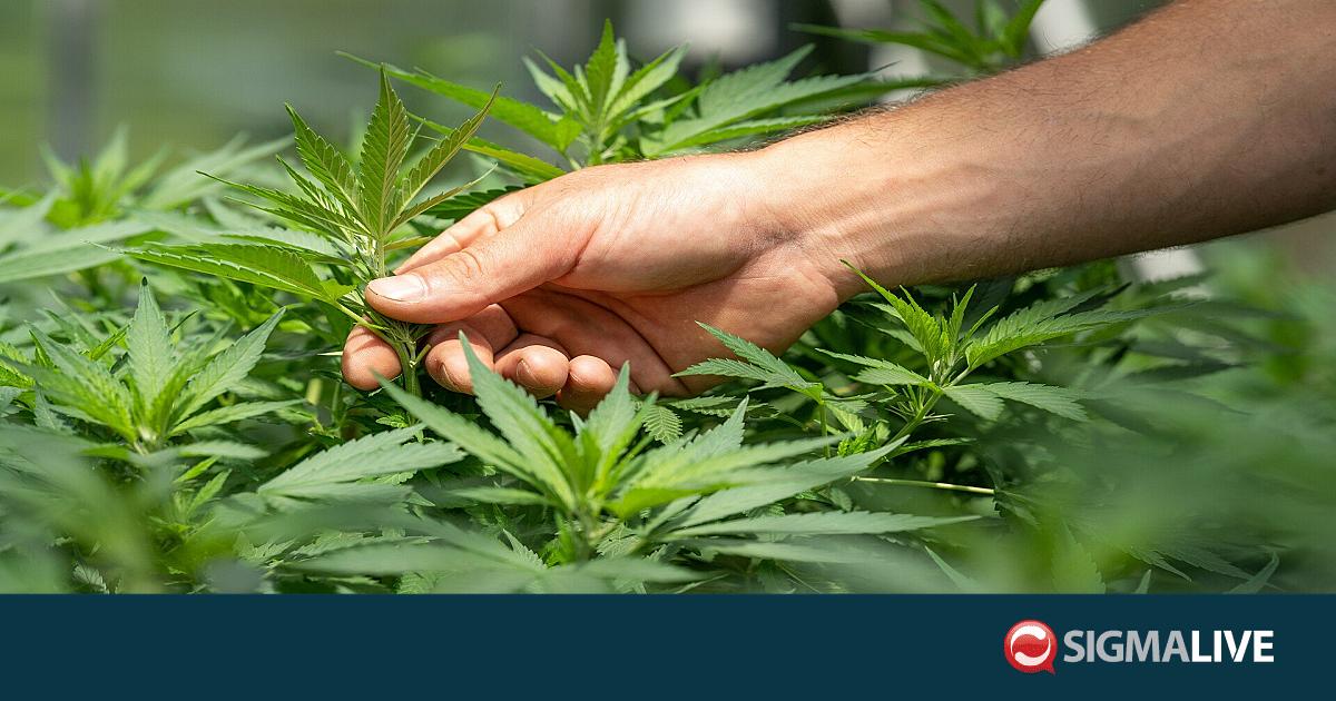 Αντιδράσεις για πρόταση νομιμοποίησης κάνναβης στην Κύπρο: «Είναι ...