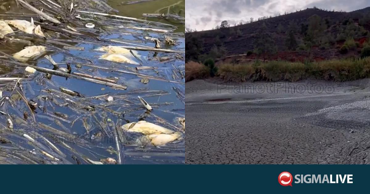 Θλιβερές εικόνες με νεκρά ψάρια στο σχεδόν άδειο φράγμα της Λεύκας (vid ...