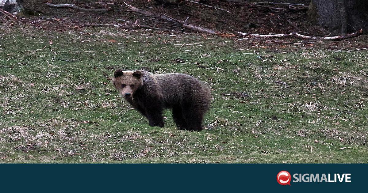 Ιαπωνία: Στρατιώτες ρίχτηκαν στη μάχη εναντίον του «φονικού κύματος» αρκούδων - Sigmalive