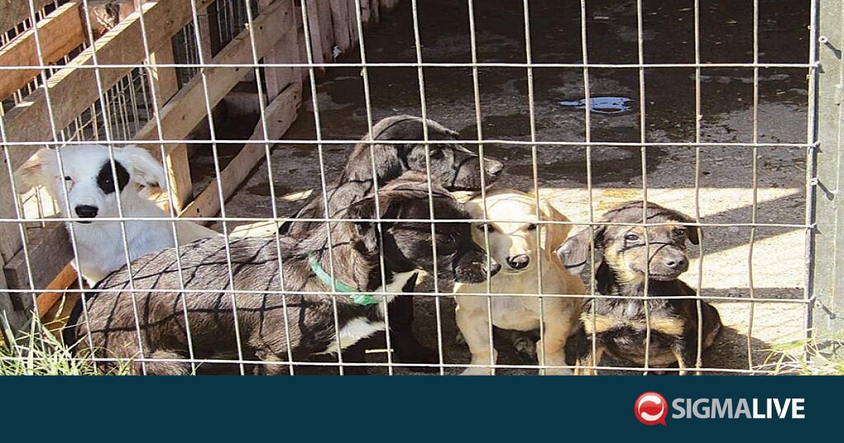 Ανησυχία εθελοντών για απομάκρυνση 2.000 ζώων -«Δεν είναι αριθμοί, είναι ζωές» - Sigmalive