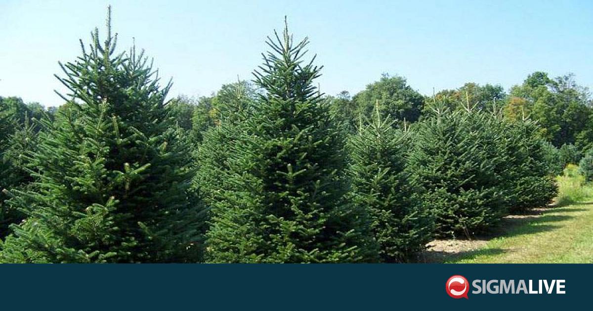 Τμήμα Δασών: Αρχίζει η πώληση Χριστουγεννιάτικων Δέντρων από τις 26 ...