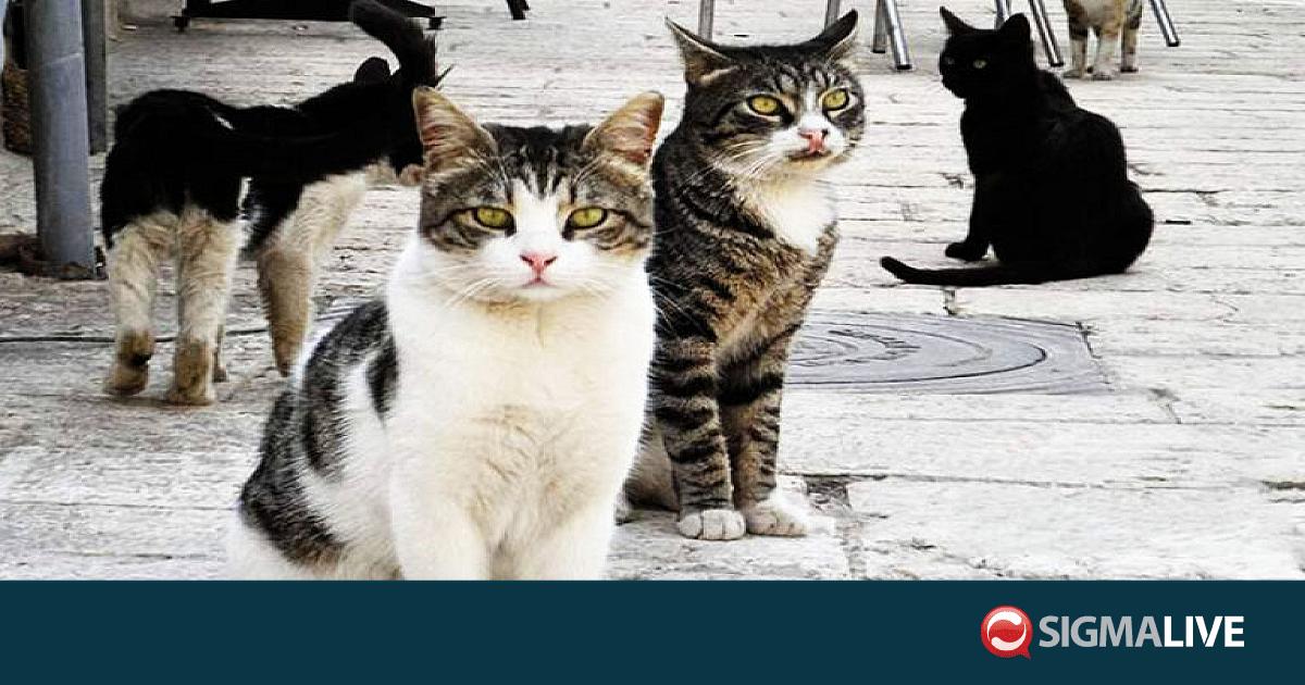 Ξεκινά πρόγραμμα στείρωσης αδέσποτων γάτων ο Δήμος Λεμεσού - Sigmalive