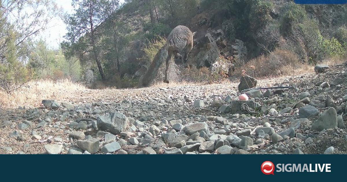 ΒΙΝΤΕΟ: «Μάχη» επικράτησης σε ποτίστρα μεταξύ αλεπούς και φίνας - Sigmalive