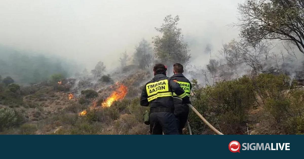 Υπό πλήρη έλεγχο δασική πυρκαγιά στην Πέγεια - Κάηκε έκταση δύο ...