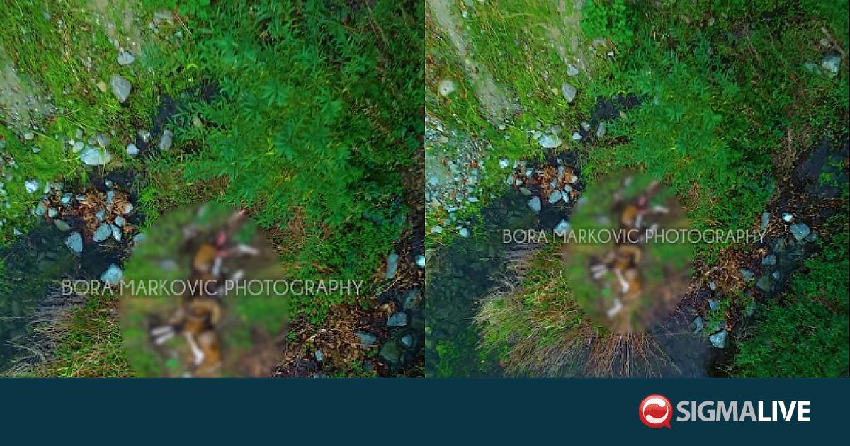 Εντοπίστηκαν νεκρά δύο αρσενικά αγρινά κοντά σε τεχνητή λίμνη (vid) - Sigmalive