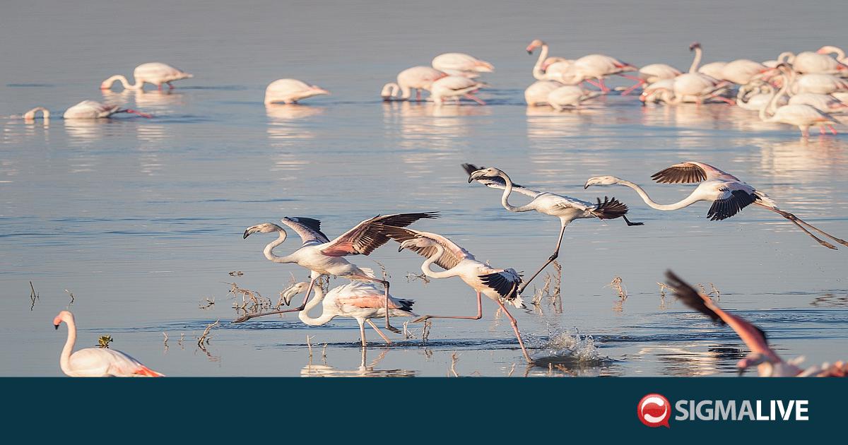 Λάρνακα: Έφτασαν τα πρώτα φλαμίνγκο-Μειωμένος ο πληθυσμός τους λένε οι ...