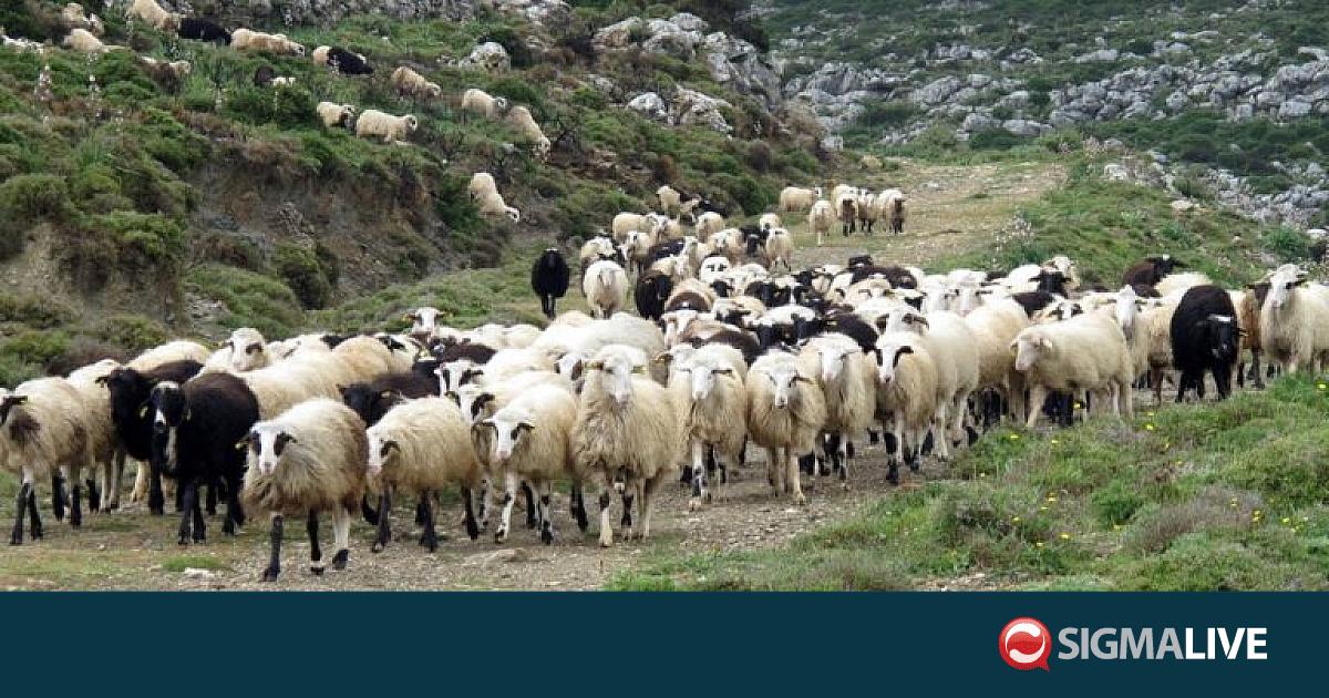 Κτηνίατροι: Κανένας κίνδυνος από κατανάλωση κρέατος λόγω αφθώδους ...