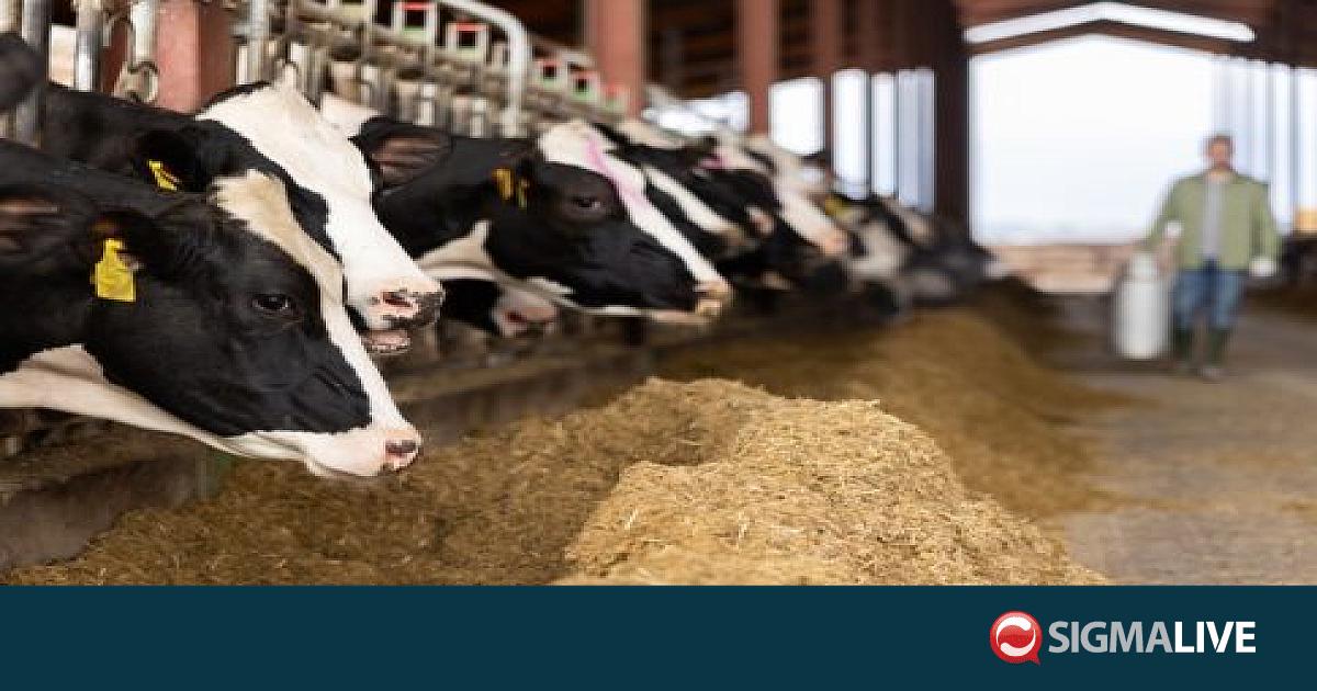 Κτηνιατρικές Υπηρεσίες: Δεν μεταδίδεται στον άνθρωπο ο αφθώδης πυρετός ...