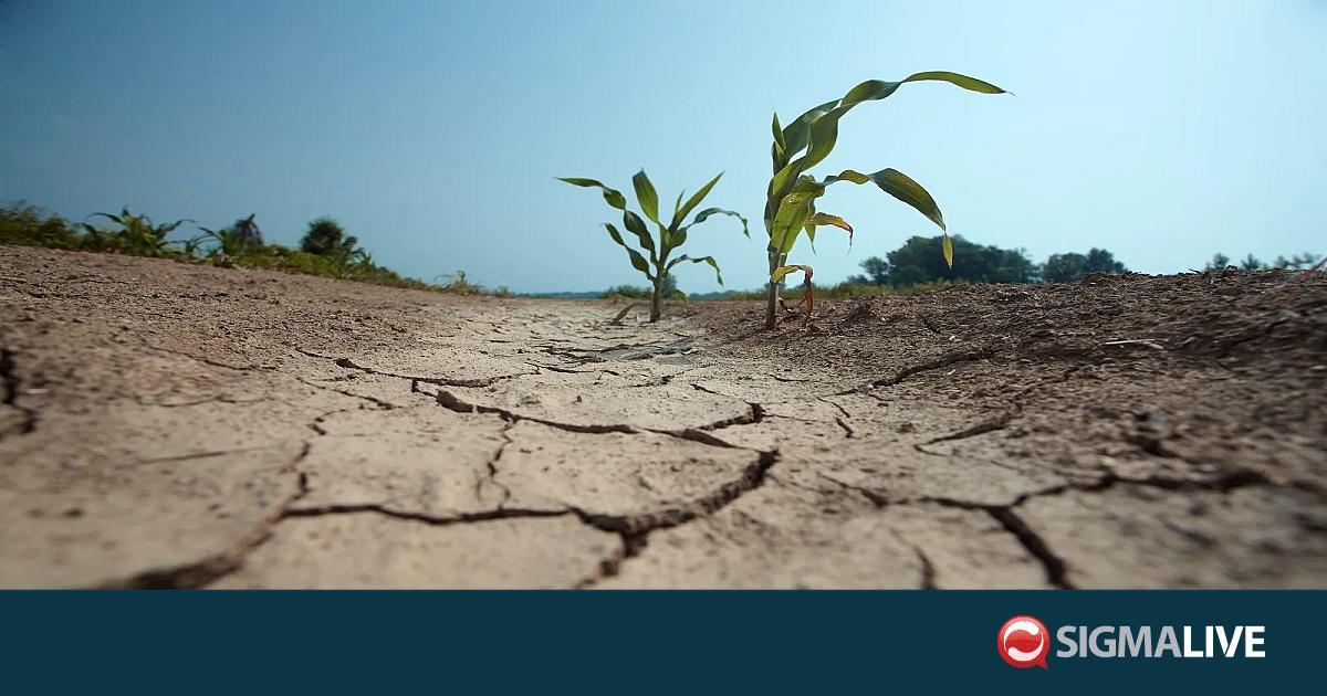 Τμ. Γεωργίας: Ενίσχυση σε αγρότες για επιπτώσεις ξηρασίας-Το ποσό που ...